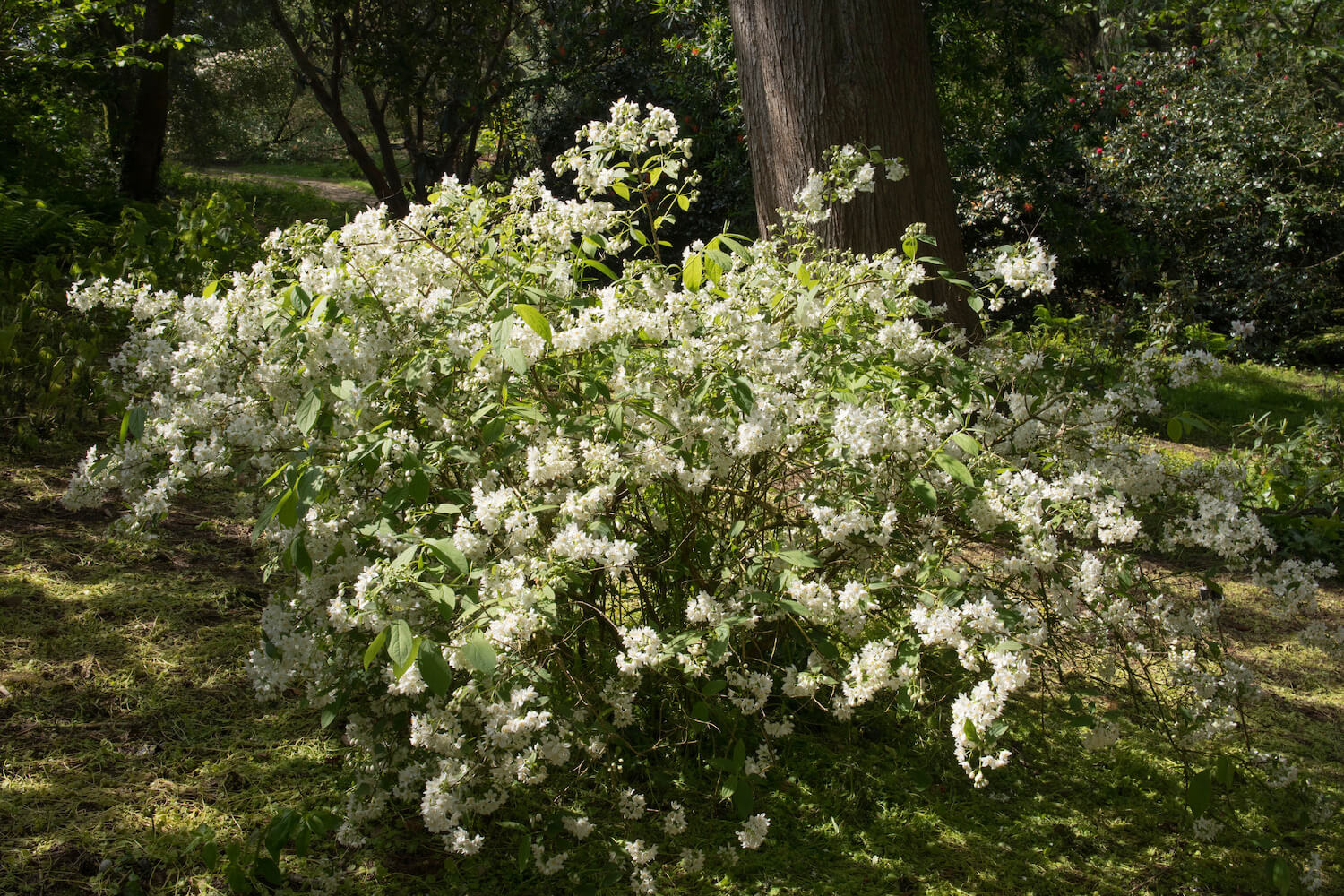 Deutzia: varieties, flowering & care - Plantura
