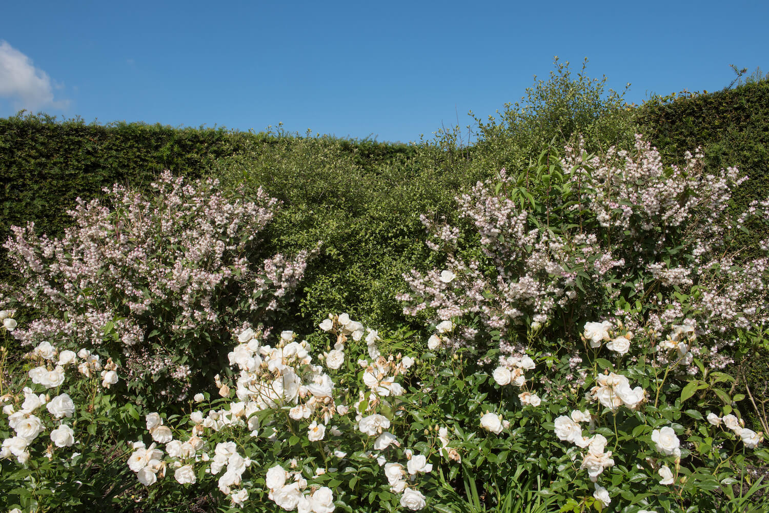 Deutzia: varieties, flowering & care - Plantura