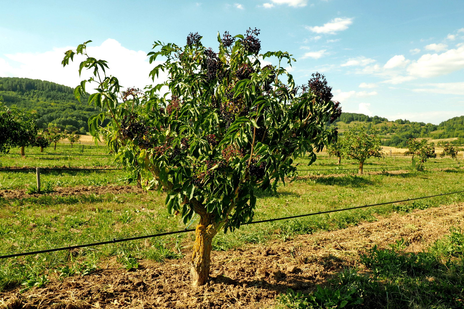 Pruning elderberry: how & when - Plantura