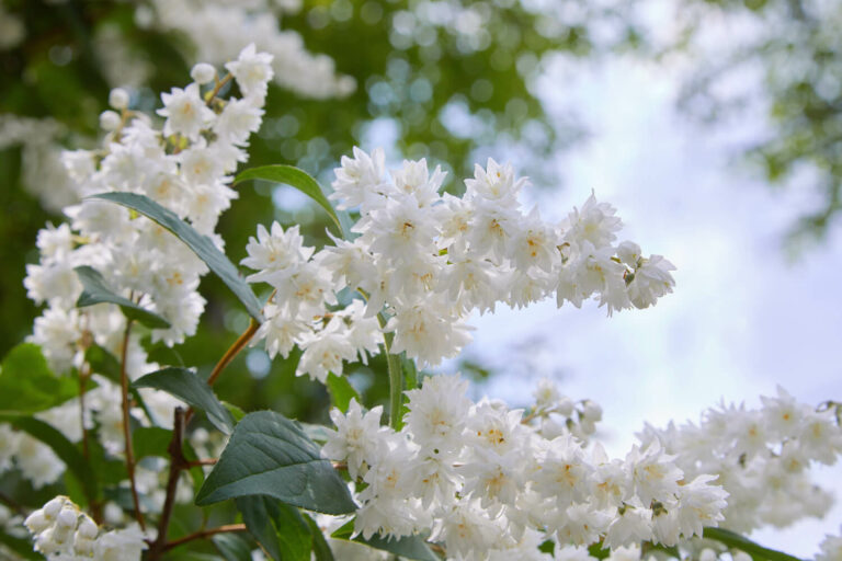 Deutzia: varieties, flowering & care - Plantura