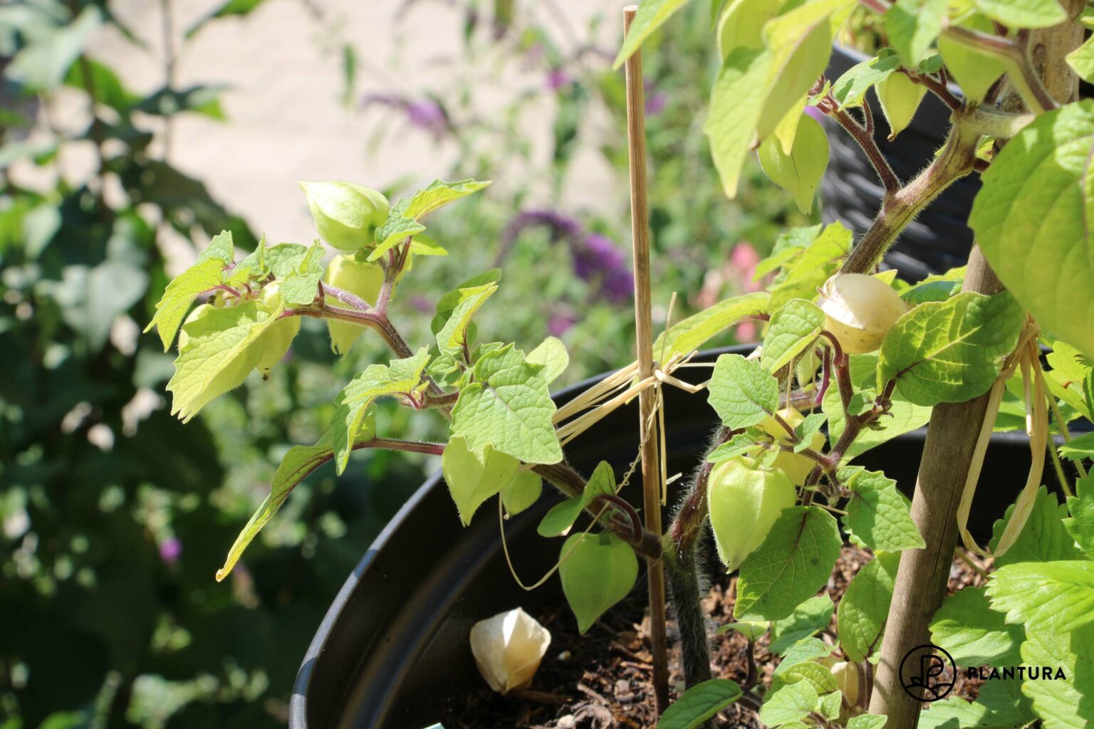 Ground cherry: planting, harvesting & more - Plantura
