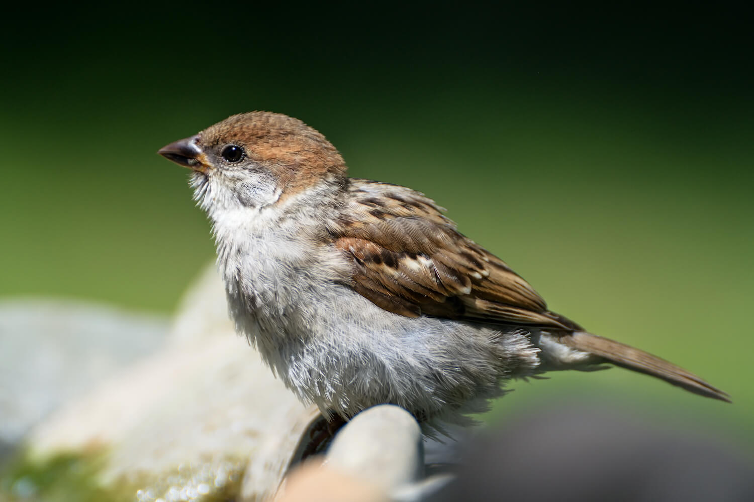 Tree sparrow: song, nest & identification - Plantura