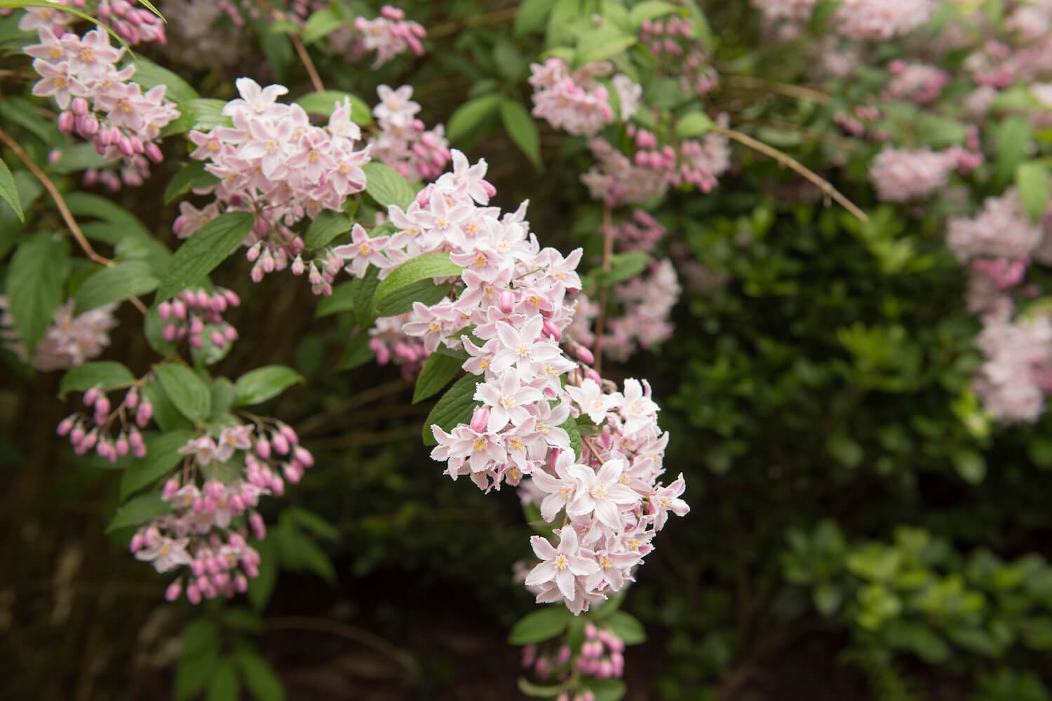 Deutzia: varieties, flowering & care - Plantura