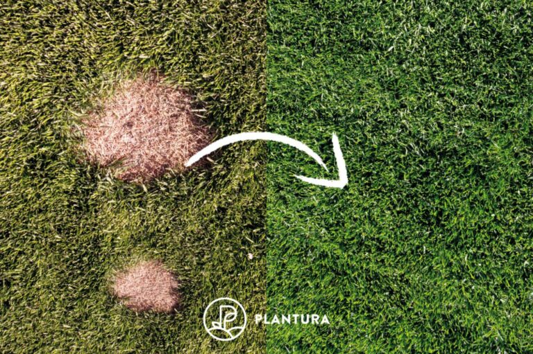 Lawn repair: how do you fix a patchy lawn? - Plantura