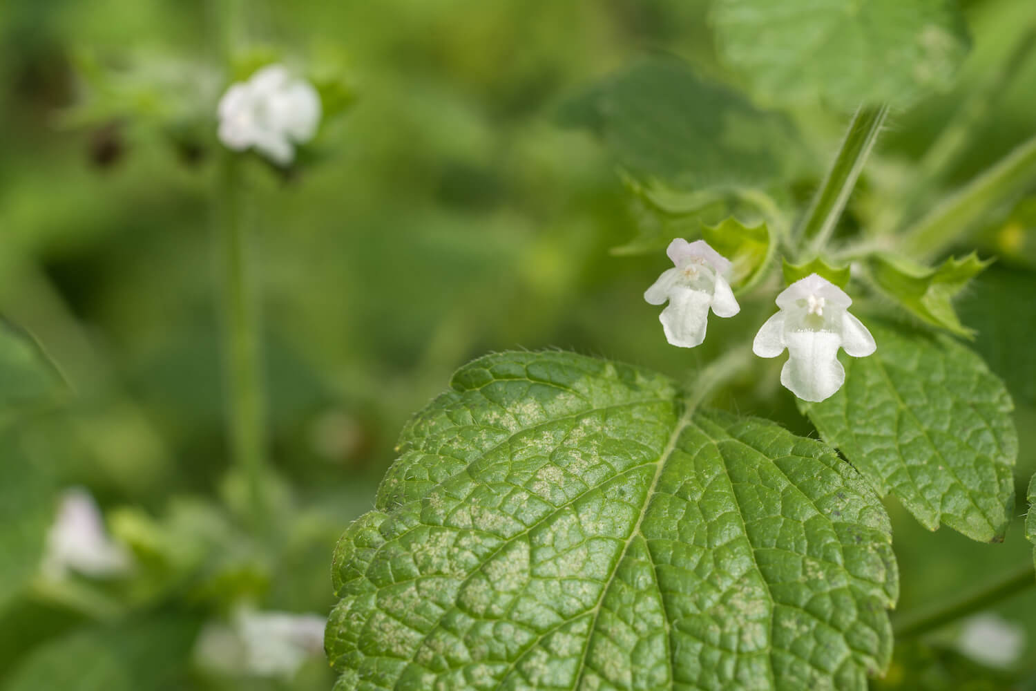 Lemon balm: cultivating, care & propagating - Plantura