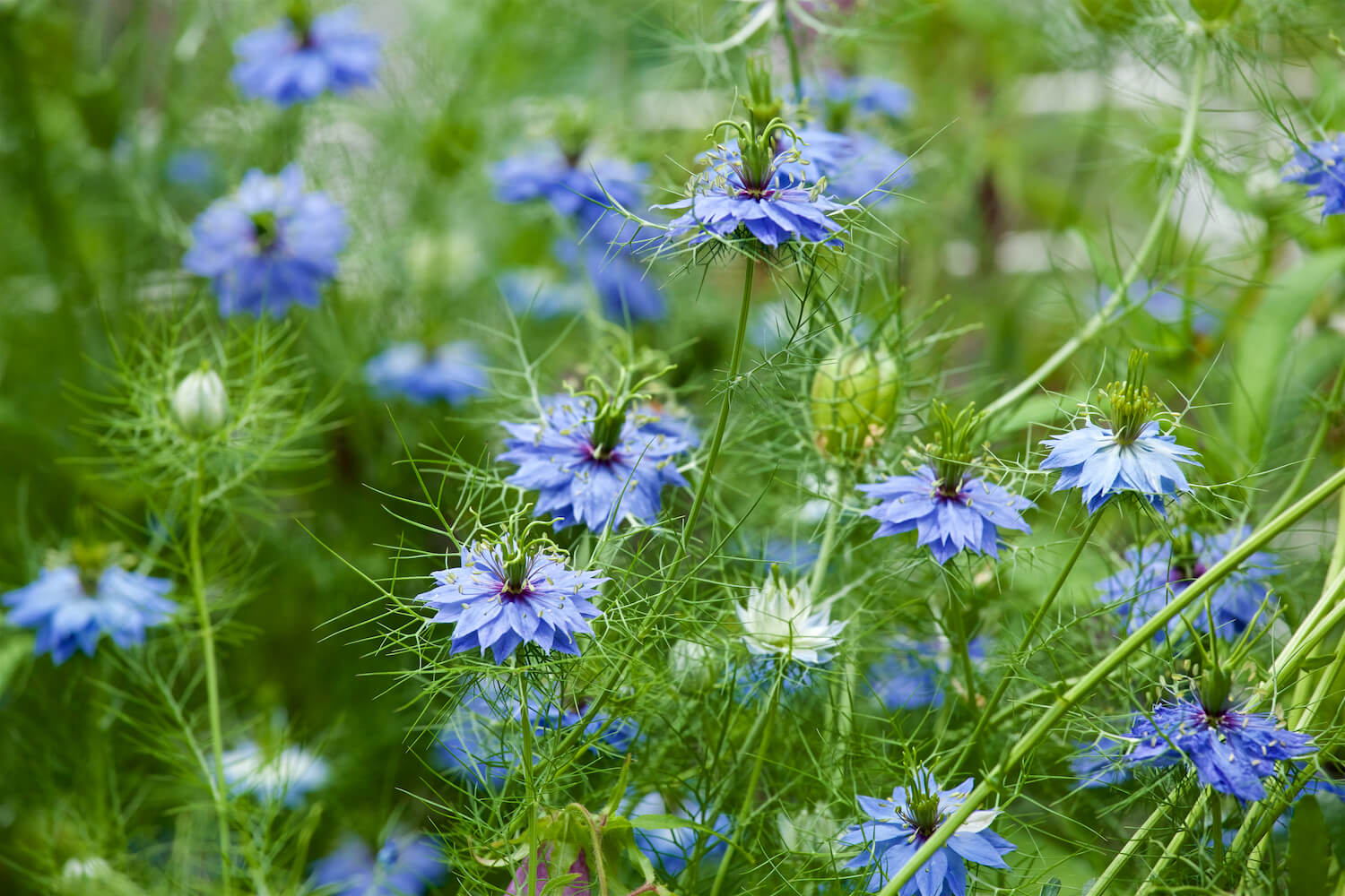 Love-in-a-mist: the ornamental plant from A to Z - Plantura