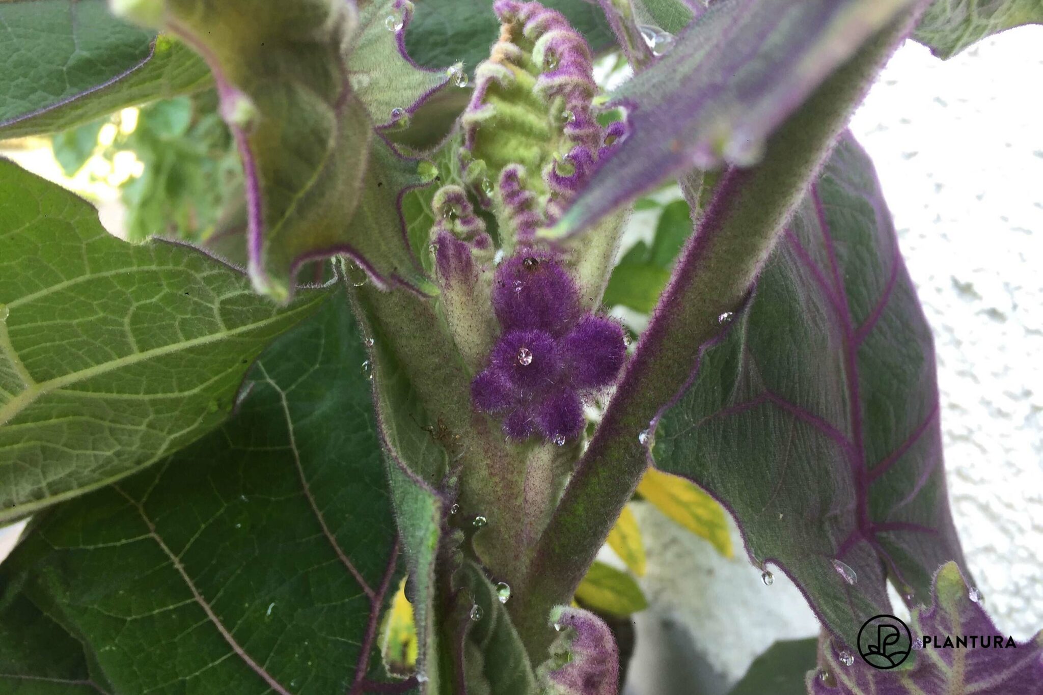 Lulo: growing, harvesting & eating naranjilla - Plantura