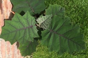 Lulo: growing, harvesting & eating naranjilla - Plantura