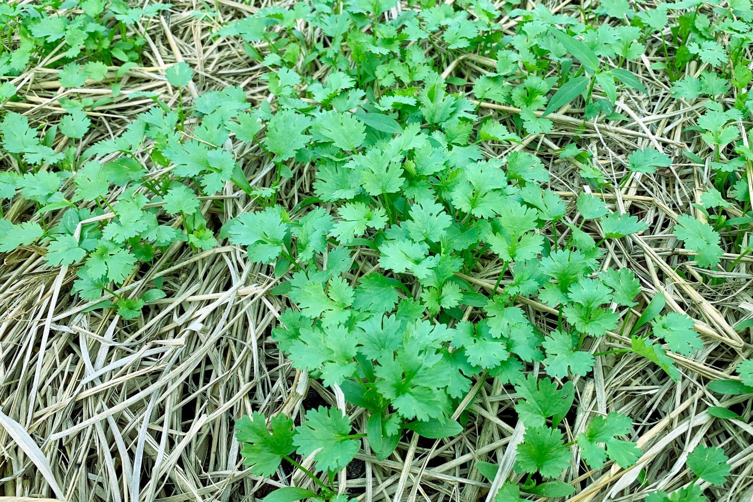 Coridander plant care: watering & more - Plantura