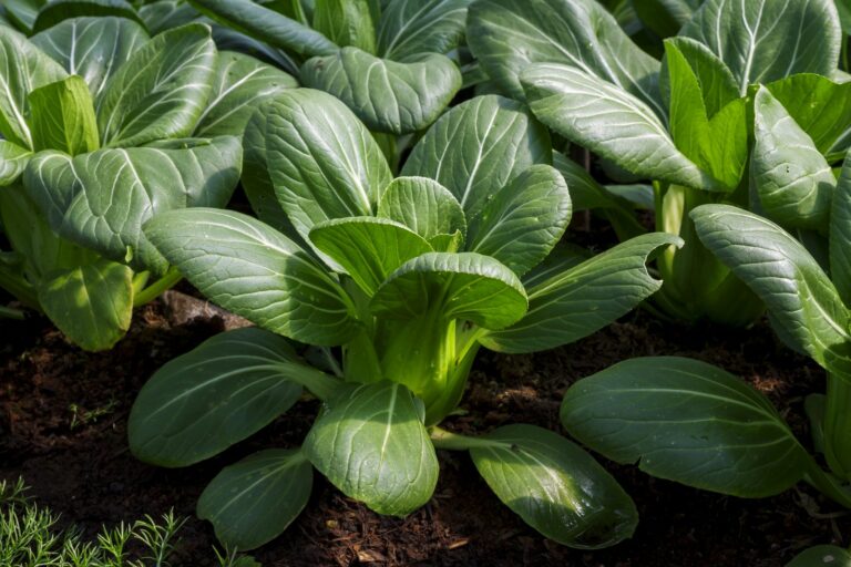 Pak choi: how to grow your own - Plantura