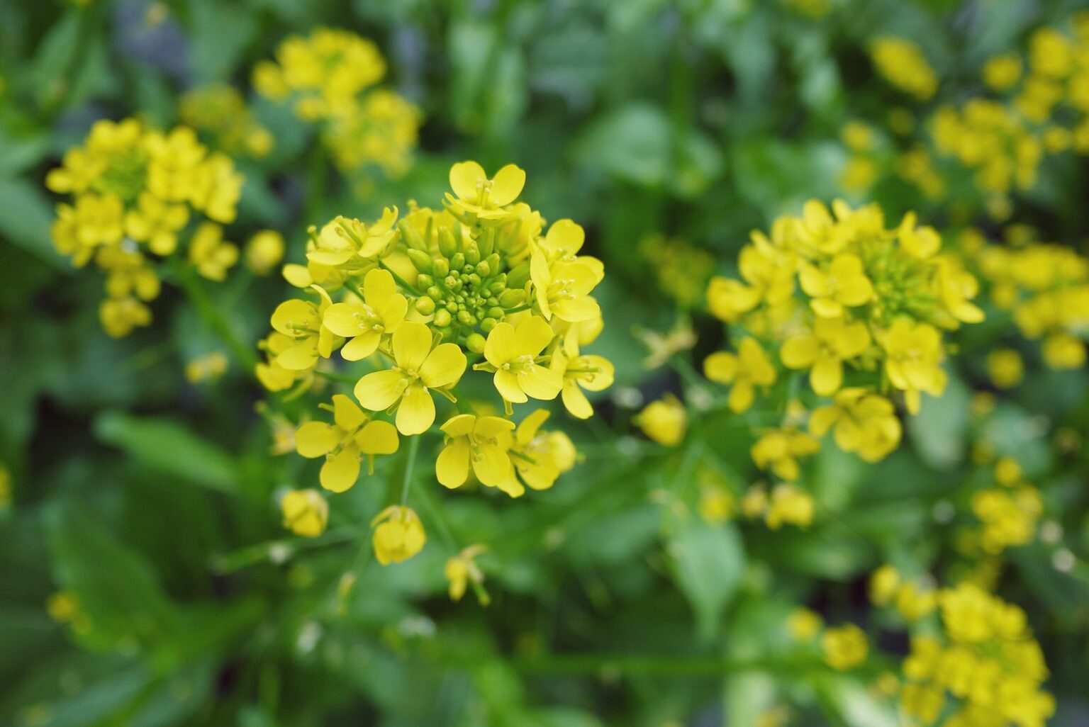 Pak choi: how to grow your own - Plantura