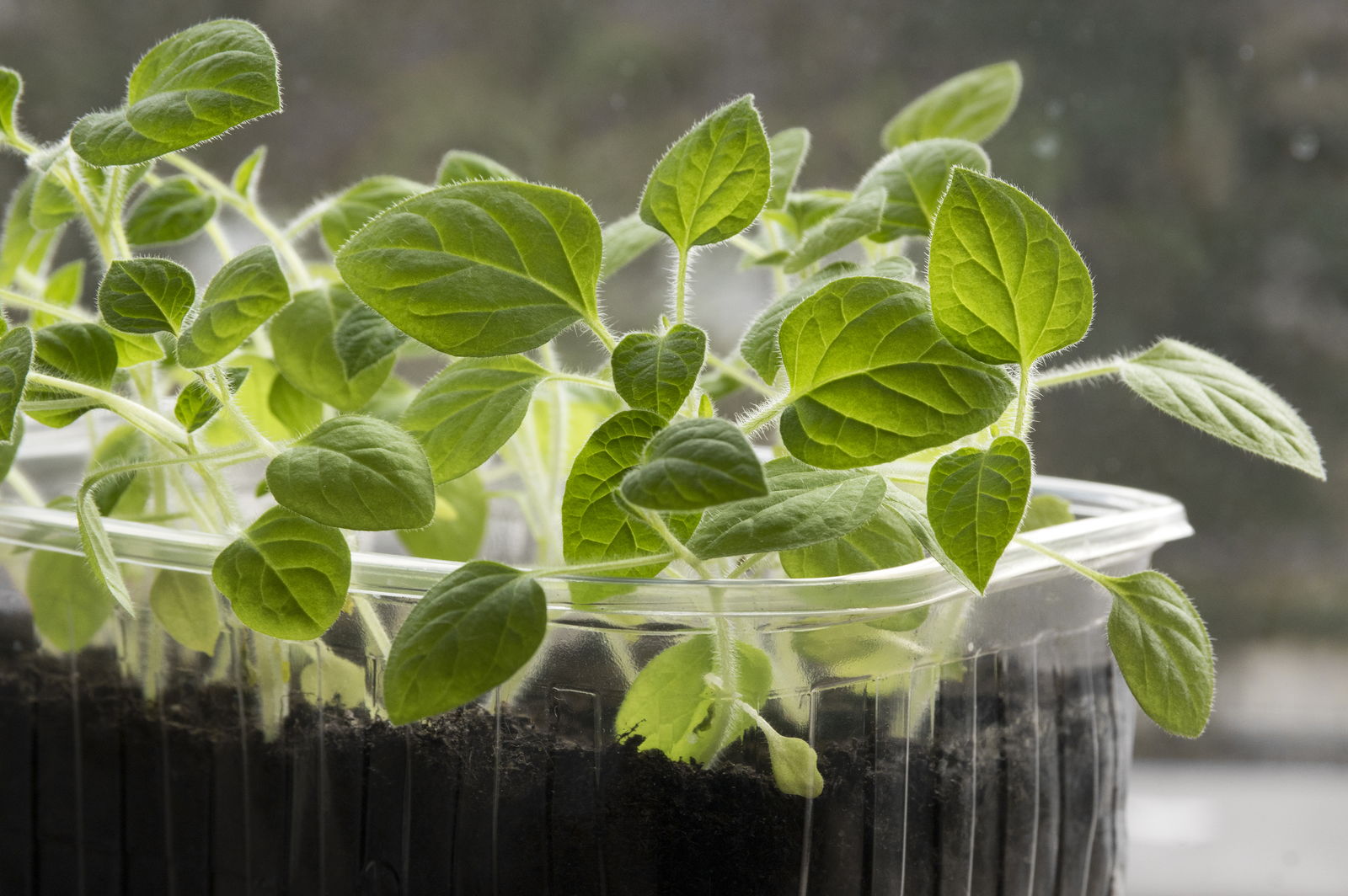 Physalis: types, growing & harvesting - Plantura
