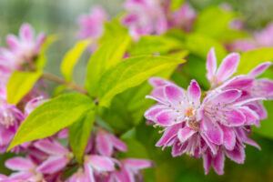 Deutzia: varieties, flowering & care - Plantura