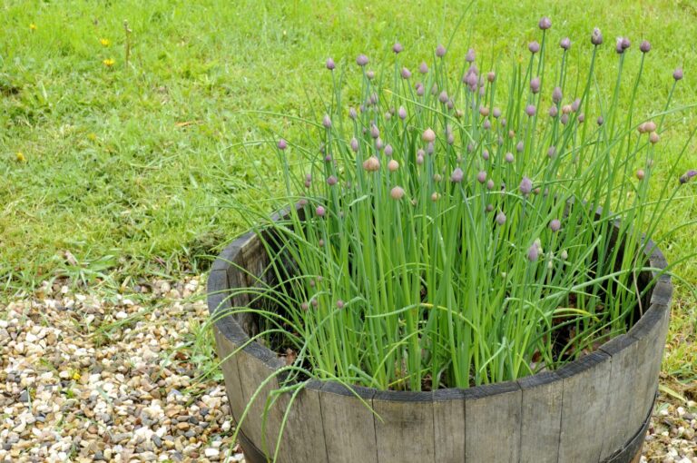 Chives plant care: pruning, watering & more - Plantura