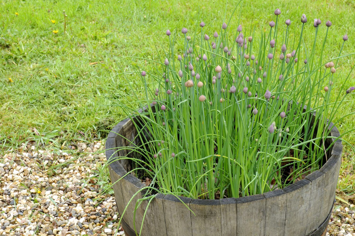 Chives plant care: pruning, watering & more - Plantura
