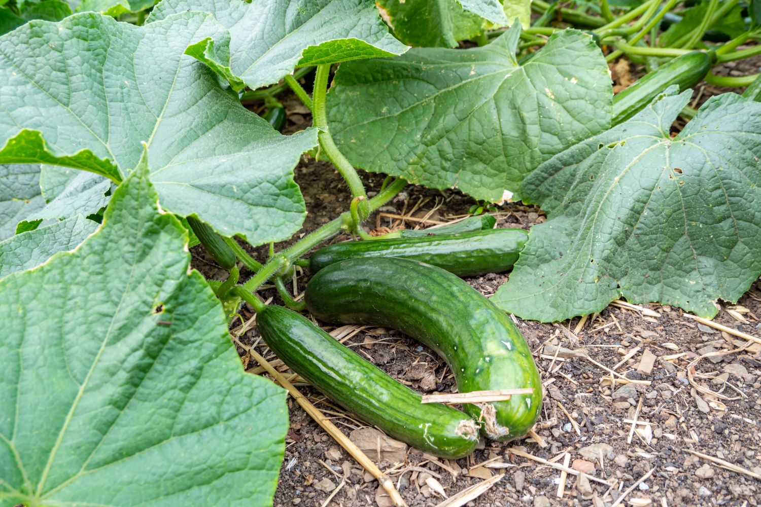 Pruning cucumbers: why you should & how to do it - Plantura