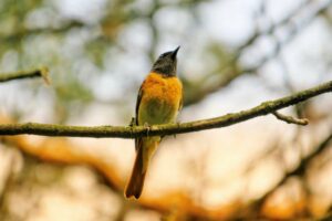 Redstart: song, habitat, food & more - Plantura