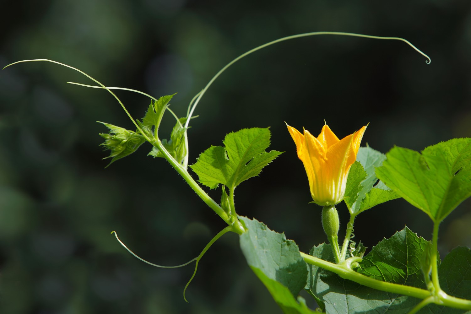 Spaghetti squash: cultivation, care & cooking - Plantura