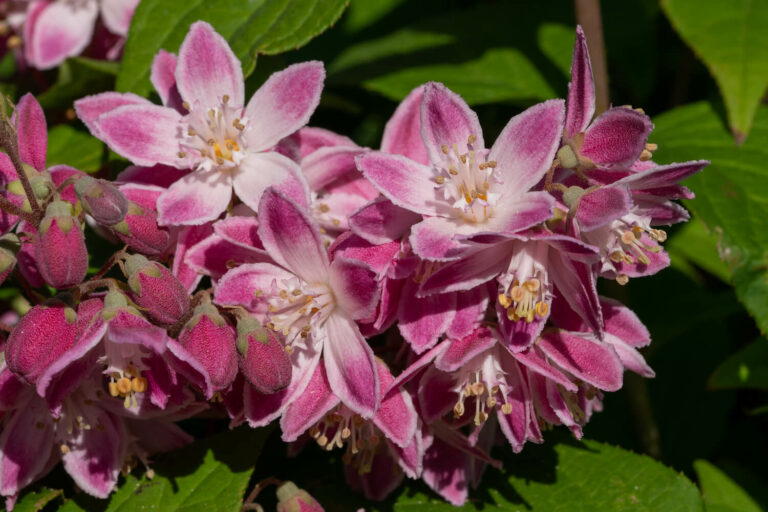 Deutzia: varieties, flowering & care - Plantura