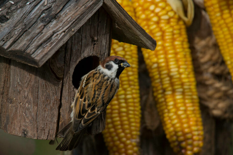 Tree sparrow: song, nest & identification - Plantura