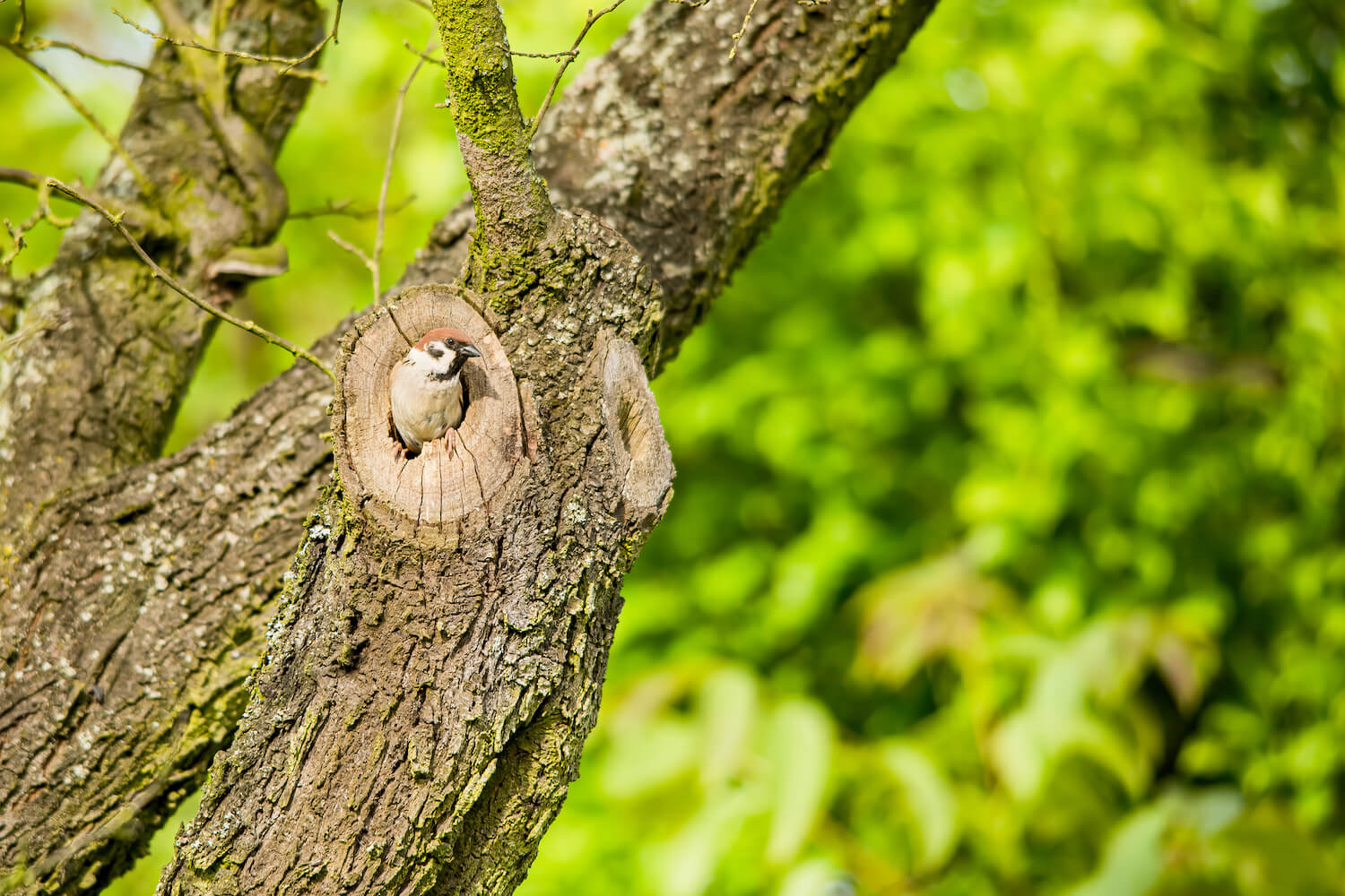 Tree sparrow: song, nest & identification - Plantura