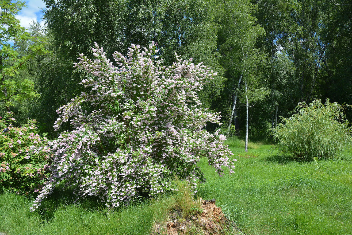 Deutzia: varieties, flowering & care - Plantura