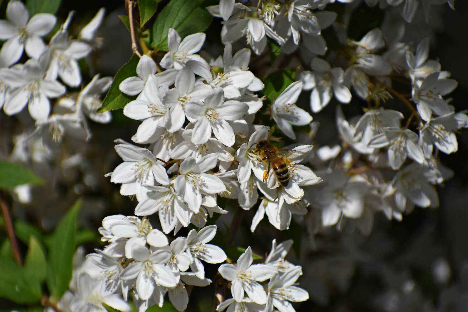 Deutzia: varieties, flowering & care - Plantura