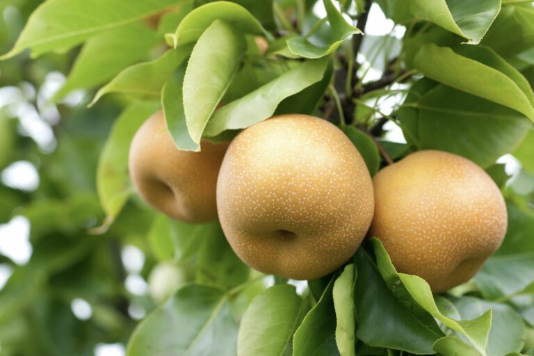 Asian pear: varieties, planting & propagation - Plantura
