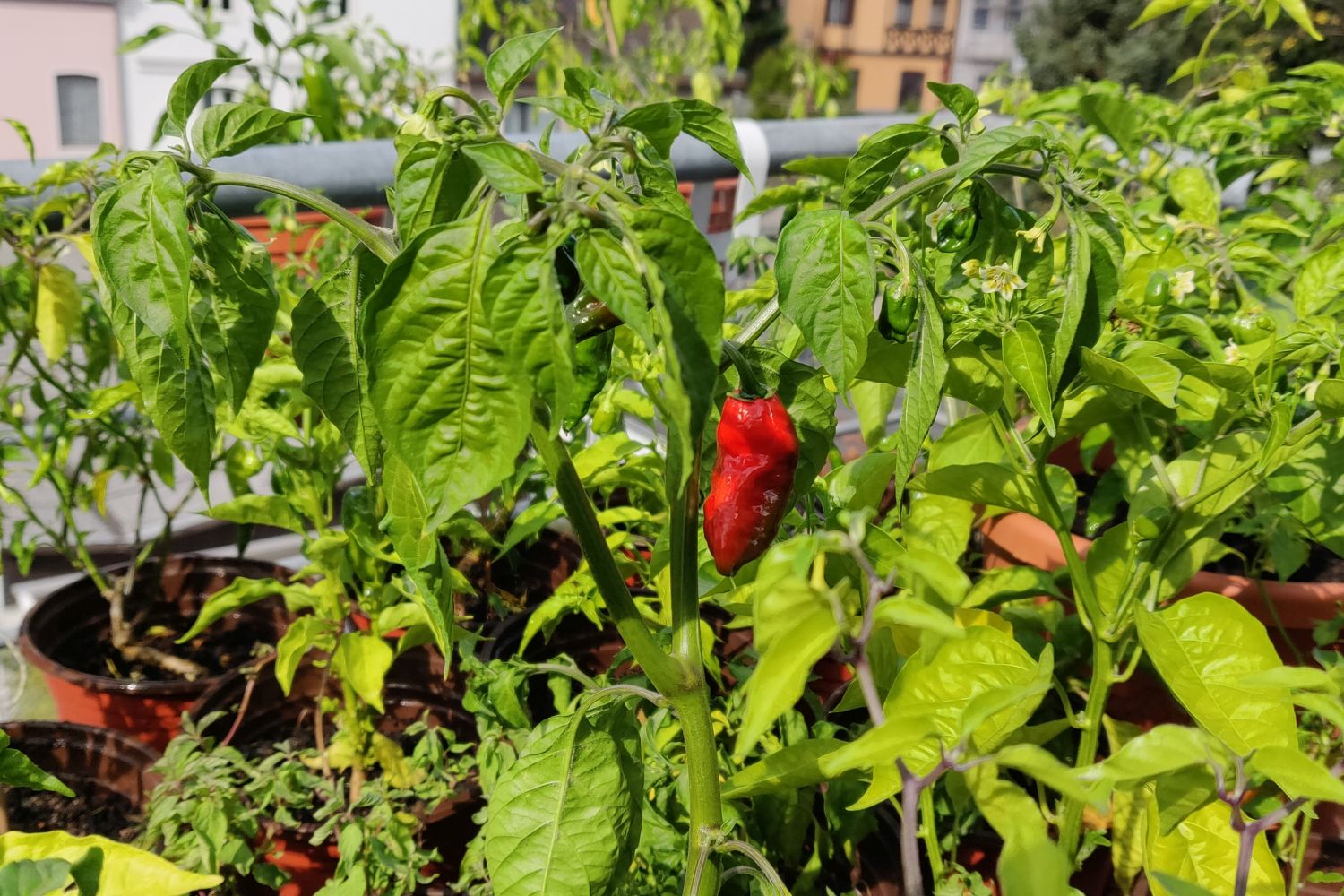 How to grow chillies: where, when & how - Plantura