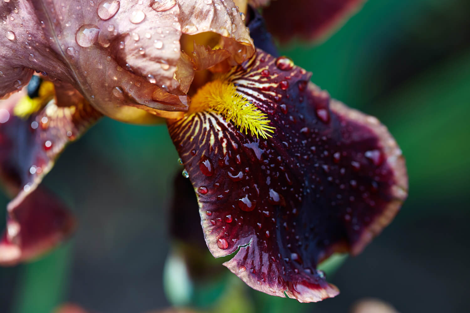 Iris: how to grow & care for iris flowers - Plantura