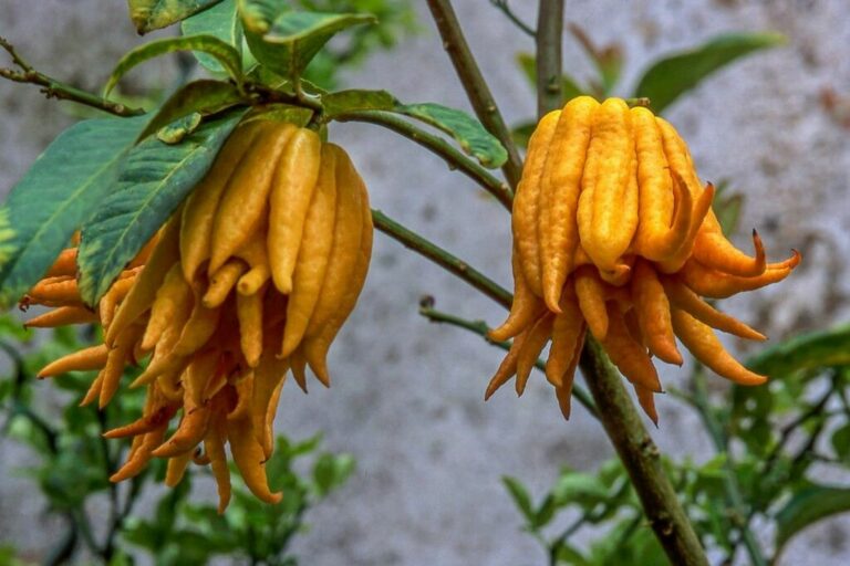 Strange fruit: 10 of the world's weirdest fruits - Plantura