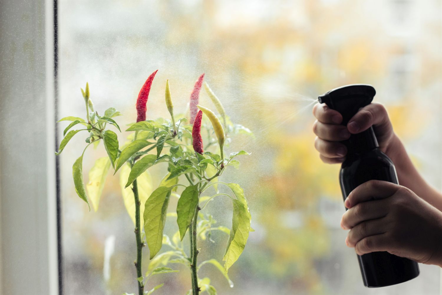 How to grow chillies: where, when & how - Plantura