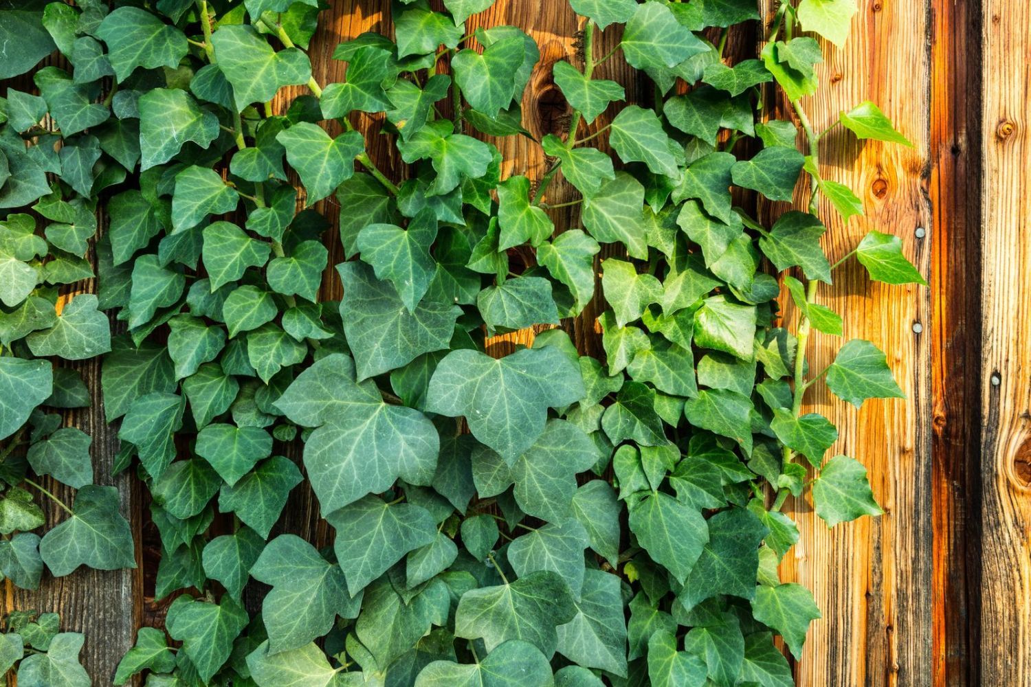 Ivy: the climbing plant's profile - Plantura
