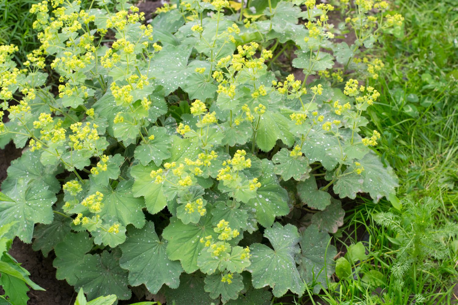 Lady’s mantle: varities, care & uses - Plantura