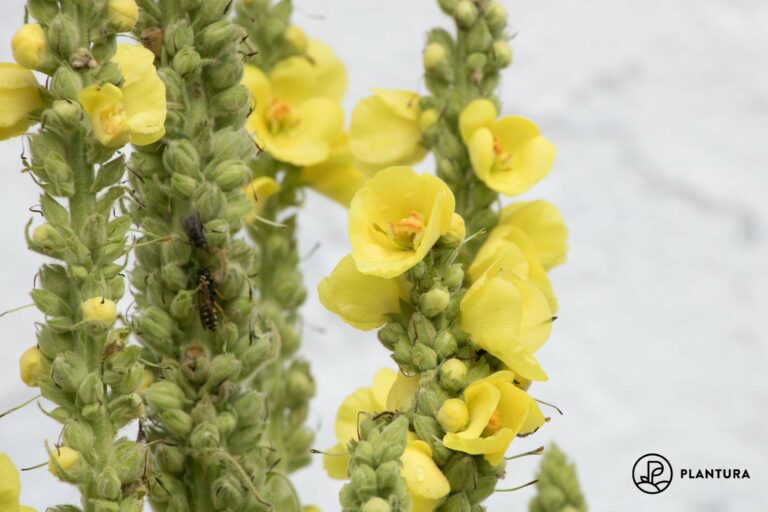 Verbascum: mullein flower, varieties & use - Plantura