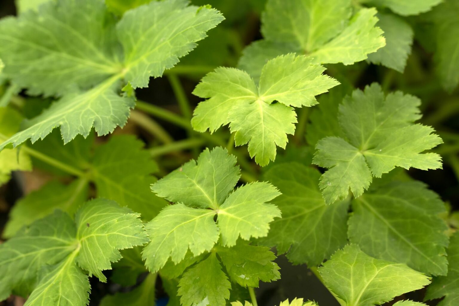 Types of parsley: the best varieties to grow - Plantura