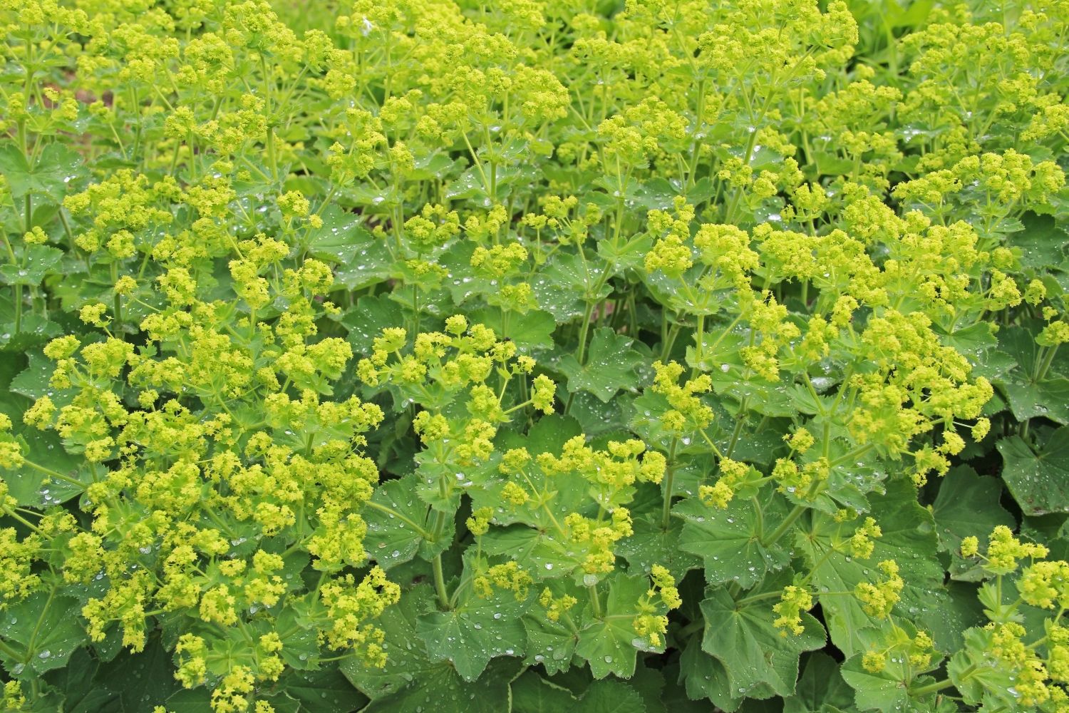 Lady’s mantle: varities, care & uses - Plantura