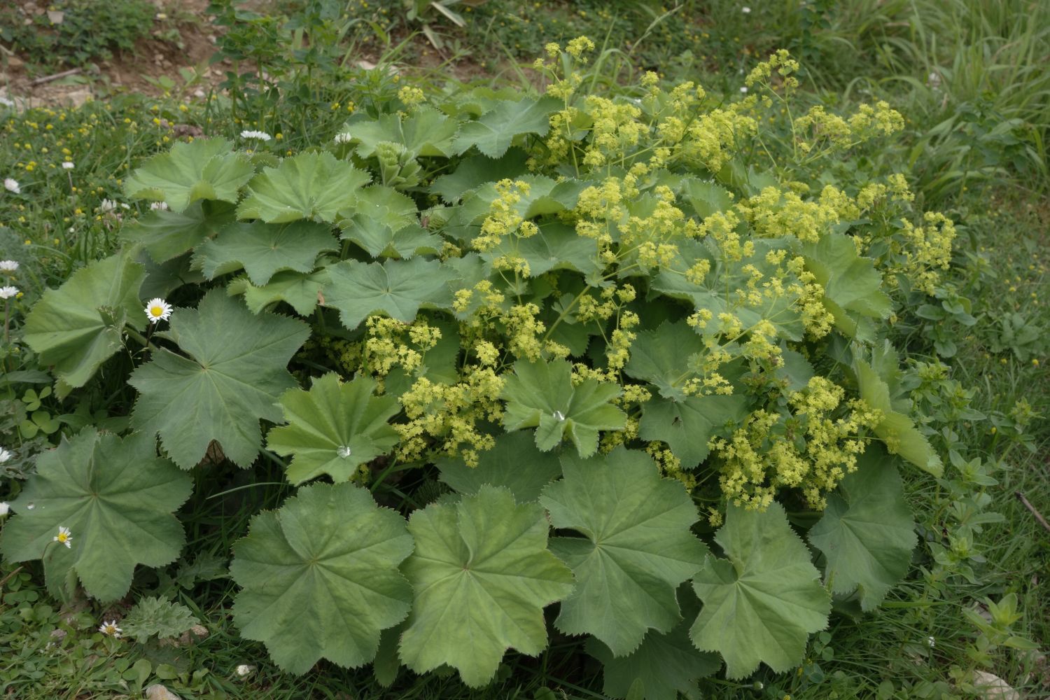 Lady’s mantle: varities, care & uses - Plantura