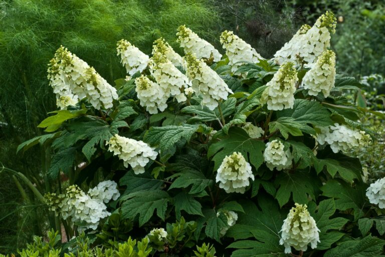 The most beautiful types of hydrangeas - Plantura