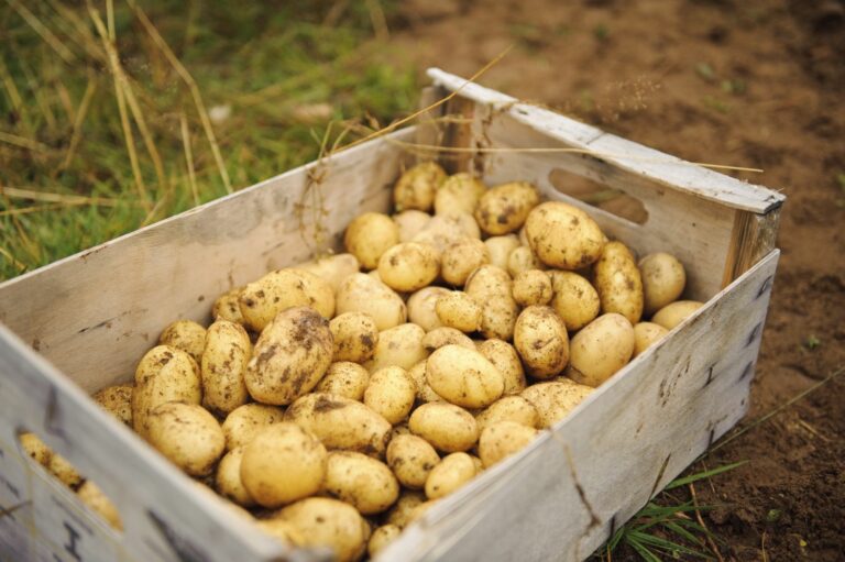 Storing potatoes: how & where - Plantura