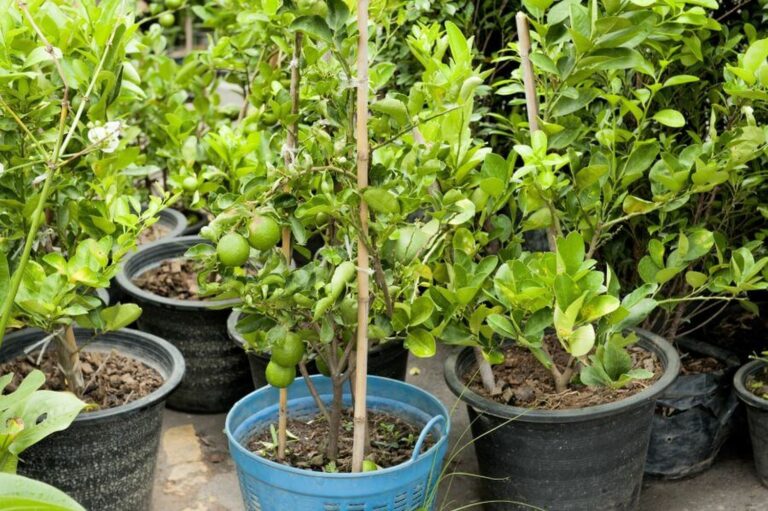 Bergamot orange: planting, care & use - Plantura