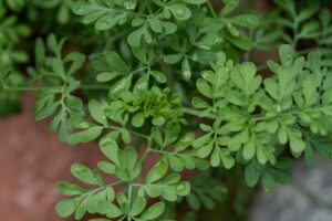 Rue: how to grow & use Ruta graveolens - Plantura