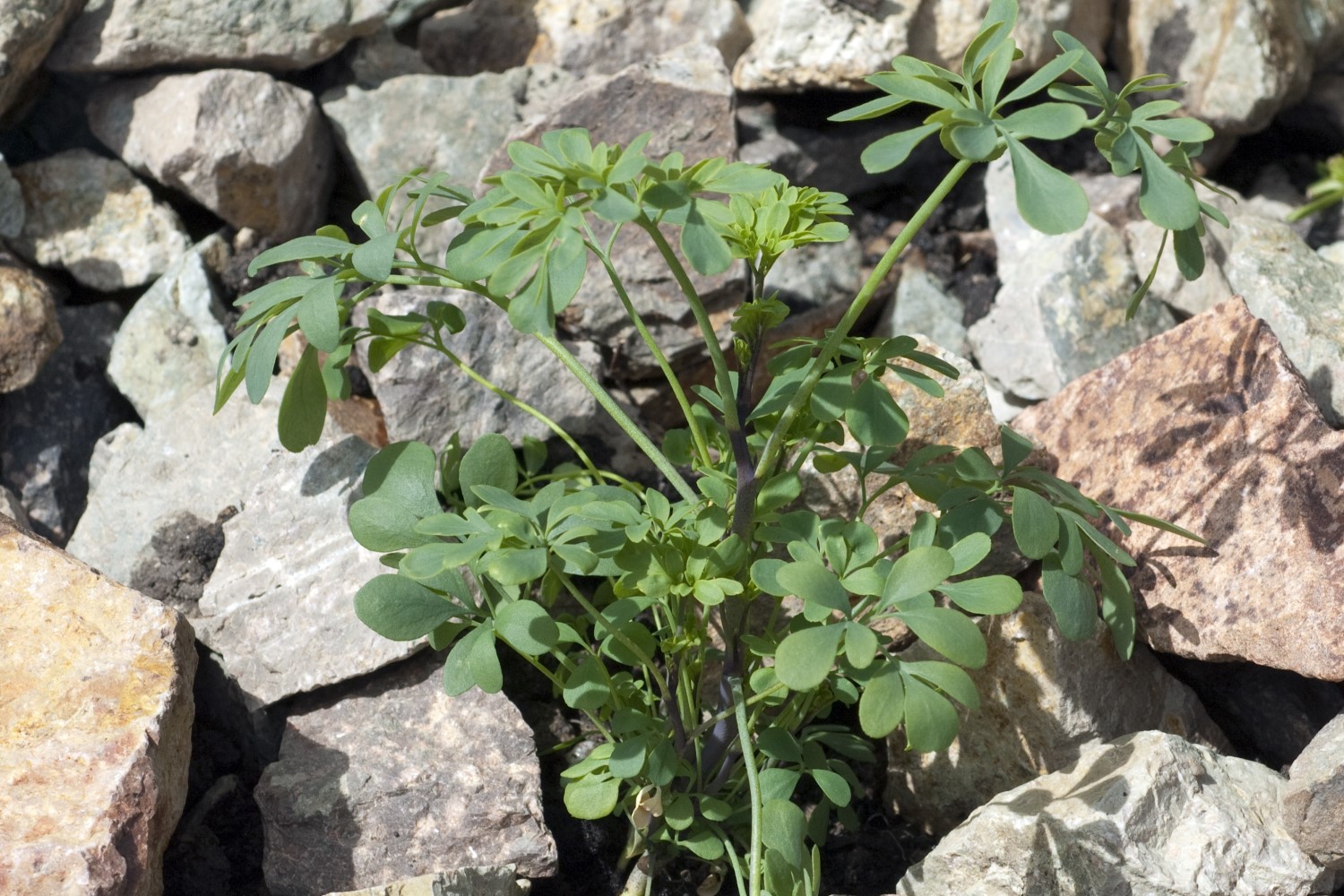 Rue: how to grow & use Ruta graveolens - Plantura