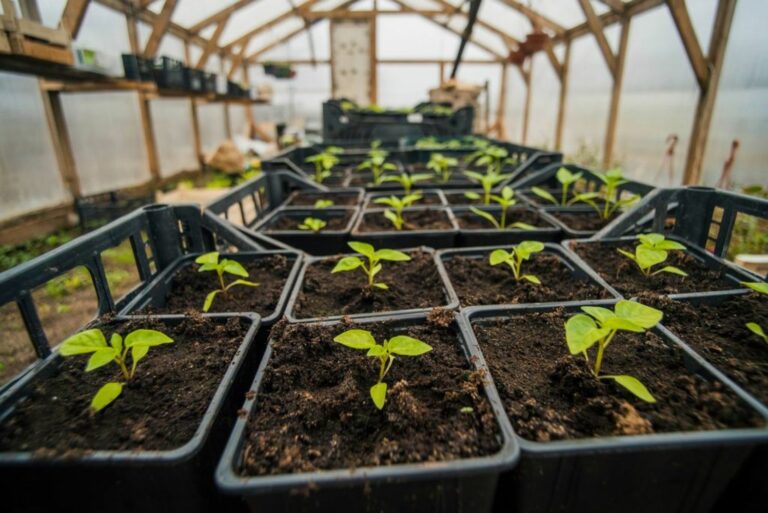 How to grow chillies: where, when & how - Plantura