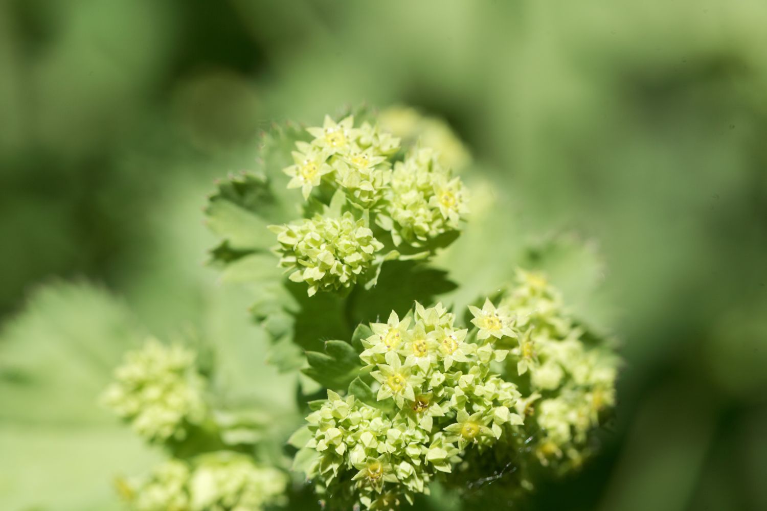 Lady’s mantle: varities, care & uses - Plantura