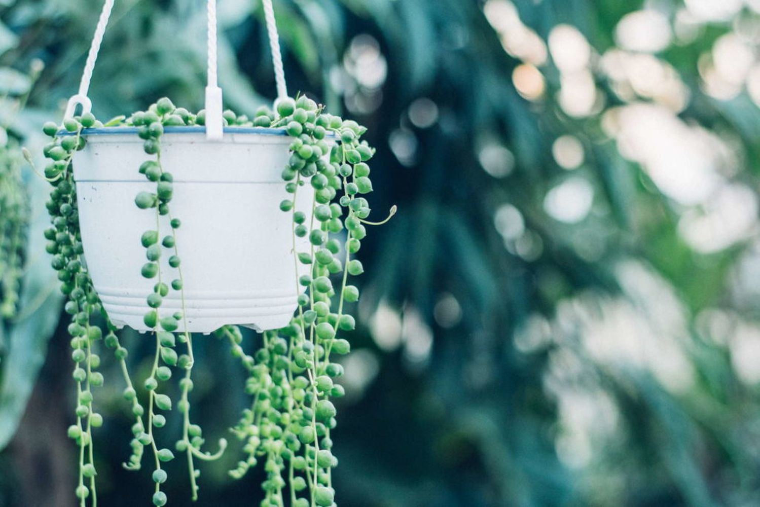 Hanging plants: the best hanging houseplants - Plantura