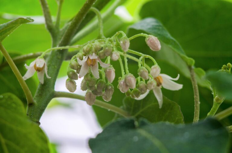 Tamarillo: how to grow & care for the tree tomato - Plantura