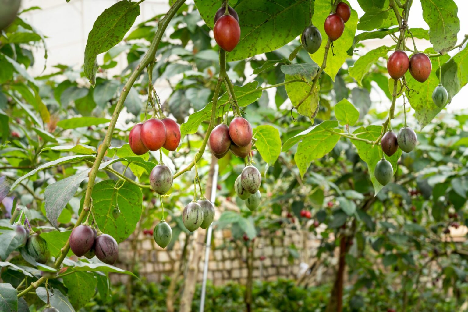 Tamarillo: how to grow & care for the tree tomato - Plantura
