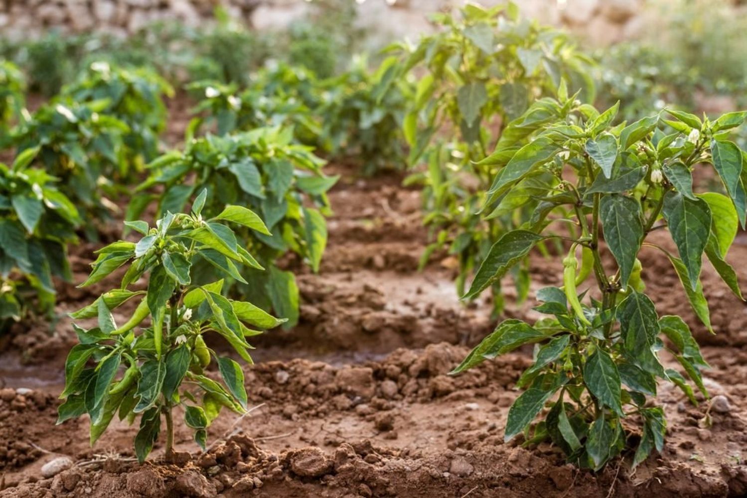 How to grow chillies: where, when & how - Plantura