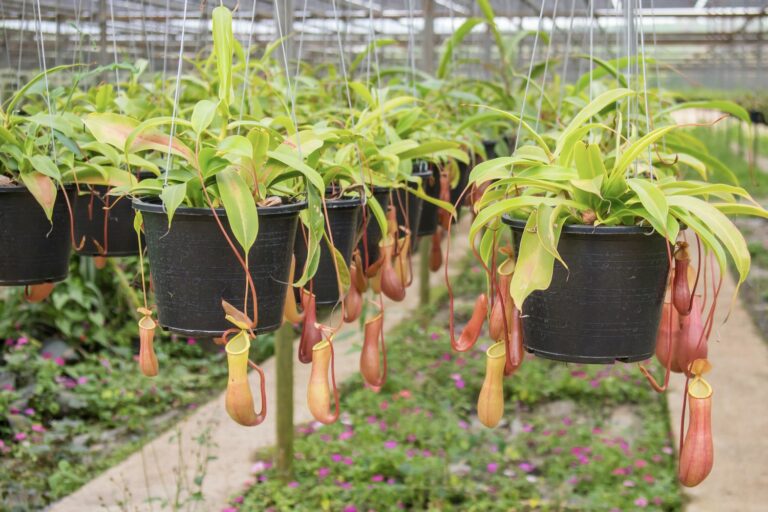 Nepenthes plant: care & location - Plantura